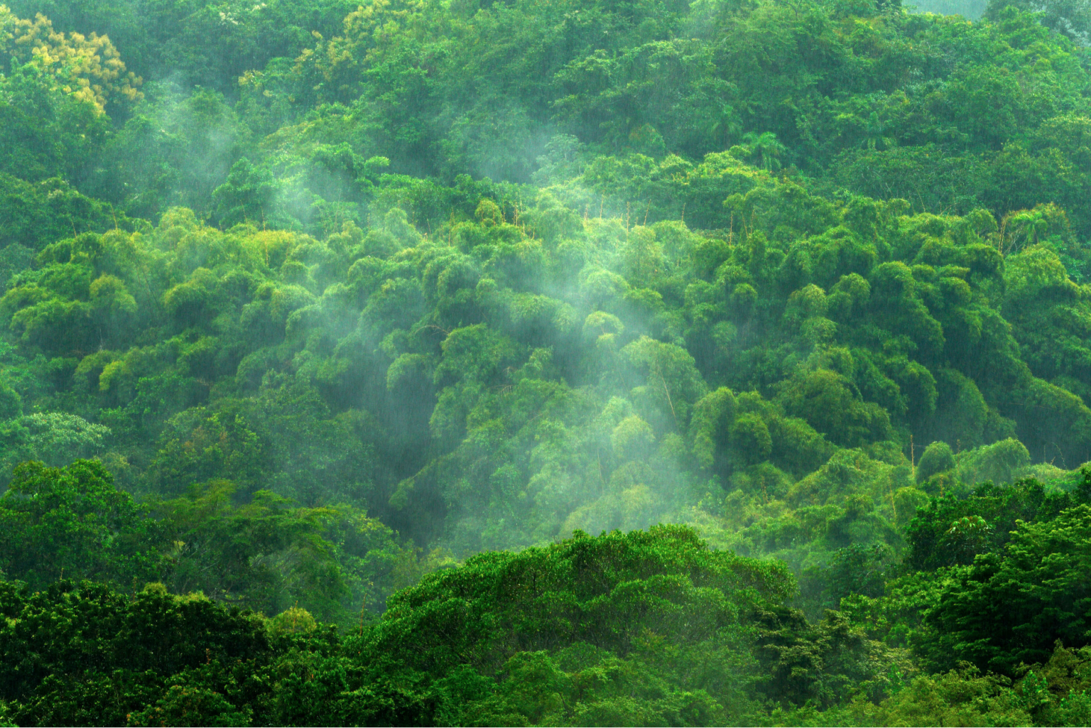 Anthropomass vs. Biomass - Impact One